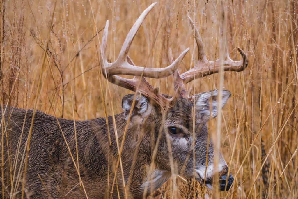 Hunting in Texas | Campfire Collective
