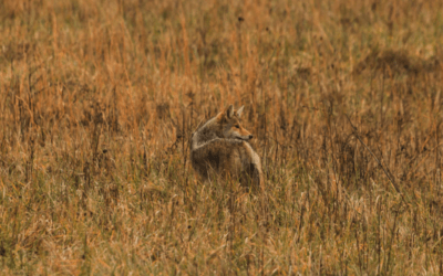 Texas Non-Game Animals | Campfire Collective