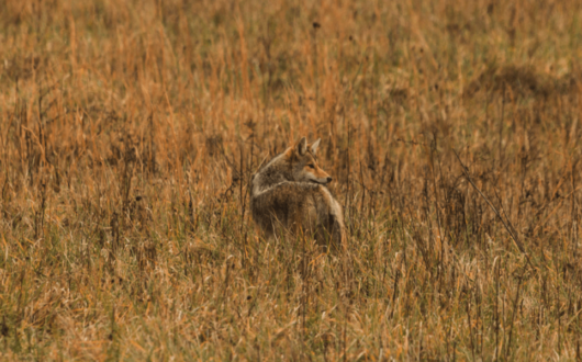 Texas Non-Game Animals | Campfire Collective