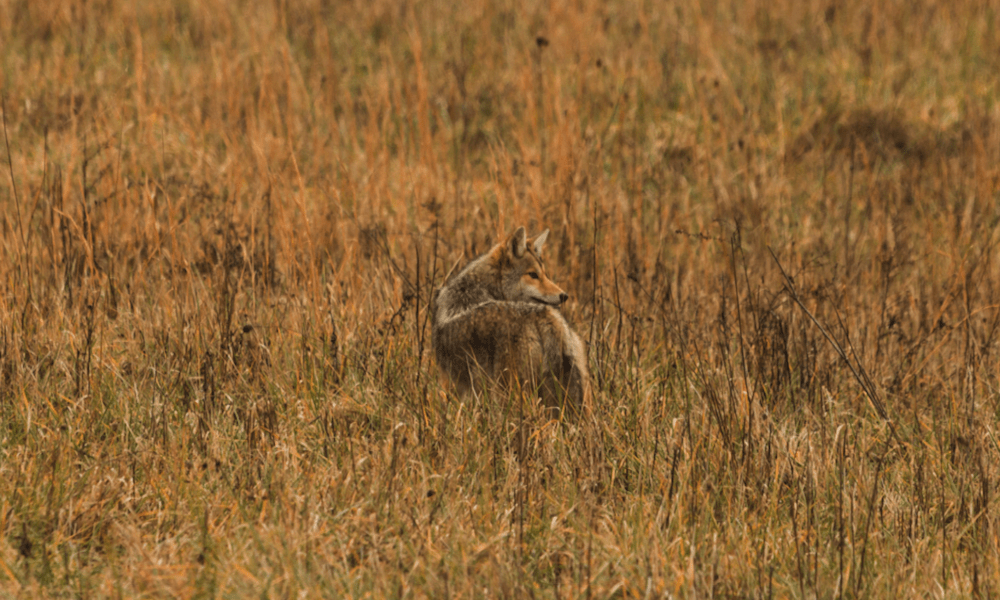 Texas Non-Game Animals | Campfire Collective