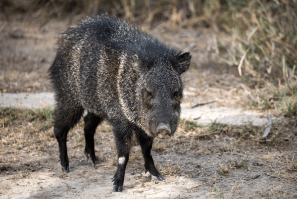 Texas Game Animals | Campfire Collective