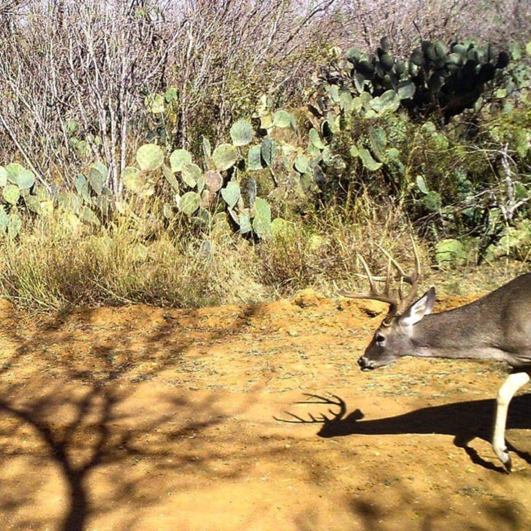 Top Whitetail Hunting Regions of Texas | Campfire Collective
