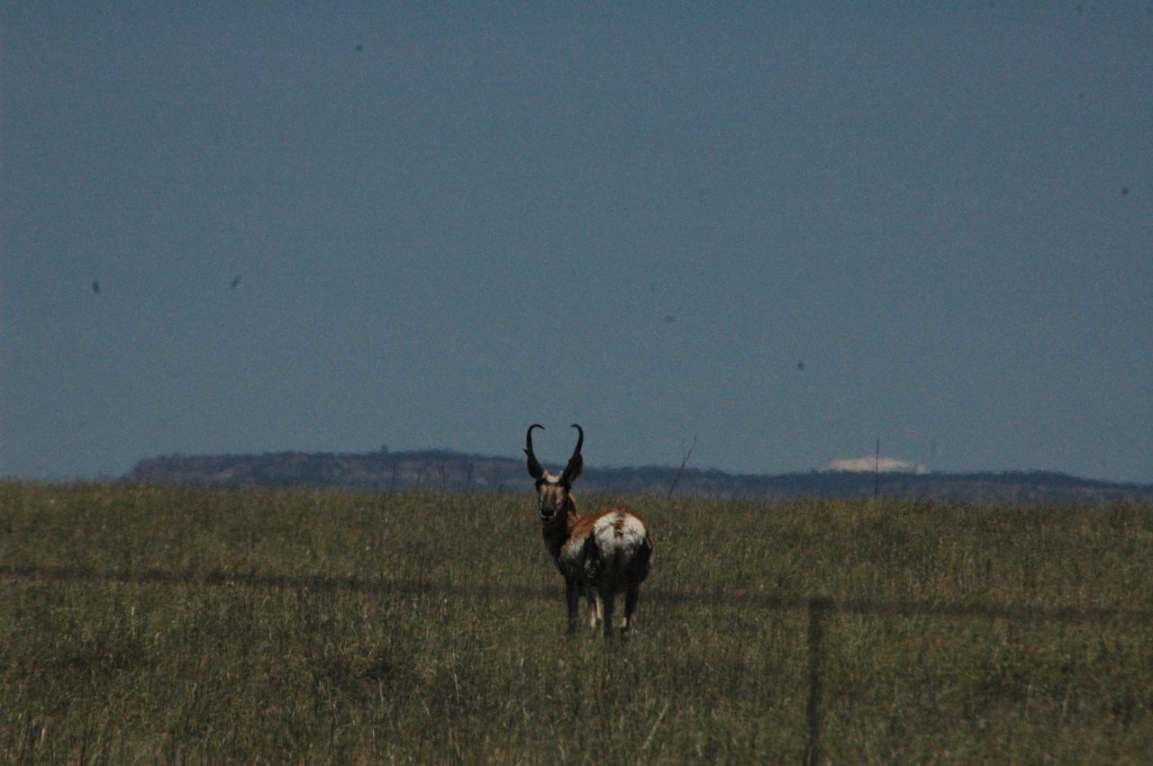 Texas Pronghorn - An Overlooked Treasure | Campfire Collective