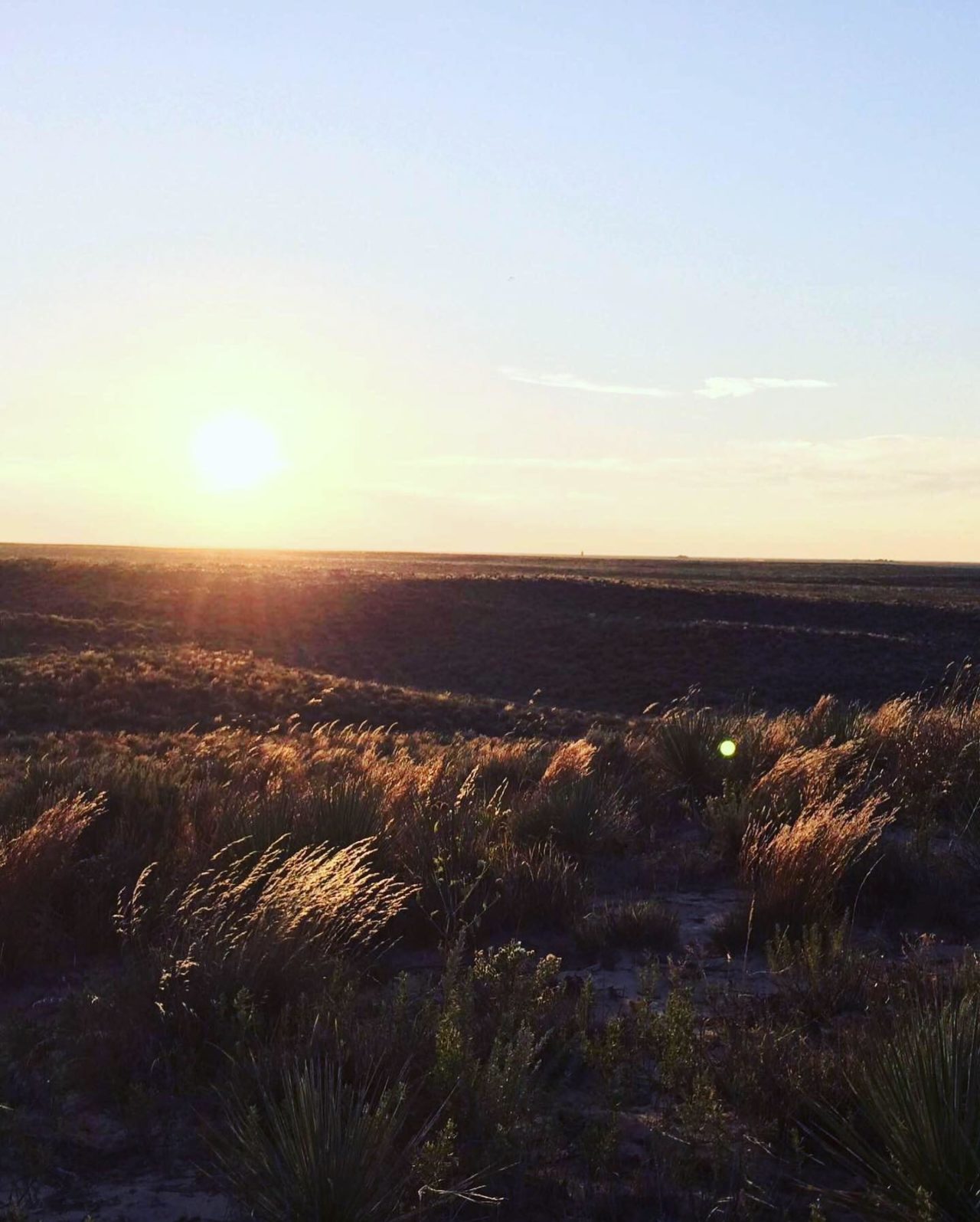Texas Pronghorn - An Overlooked Treasure | Campfire Collective