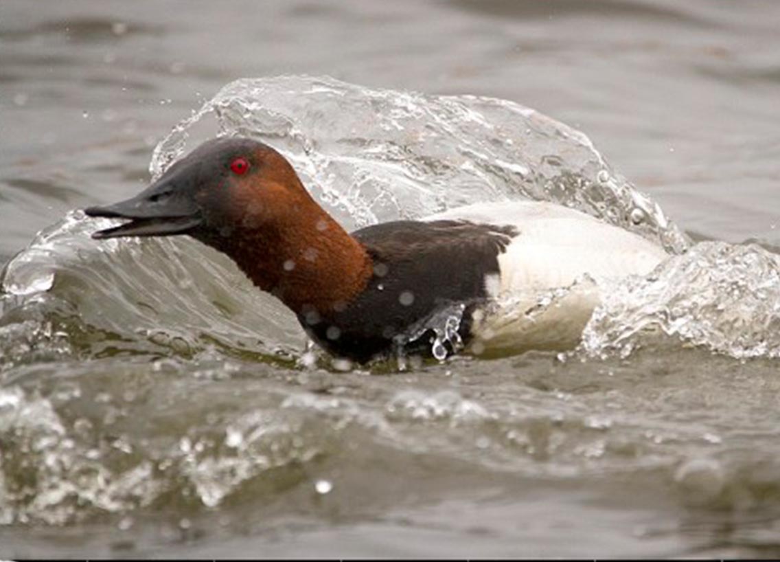 Our Guide to Hunting Canvasback | Campfire Collective